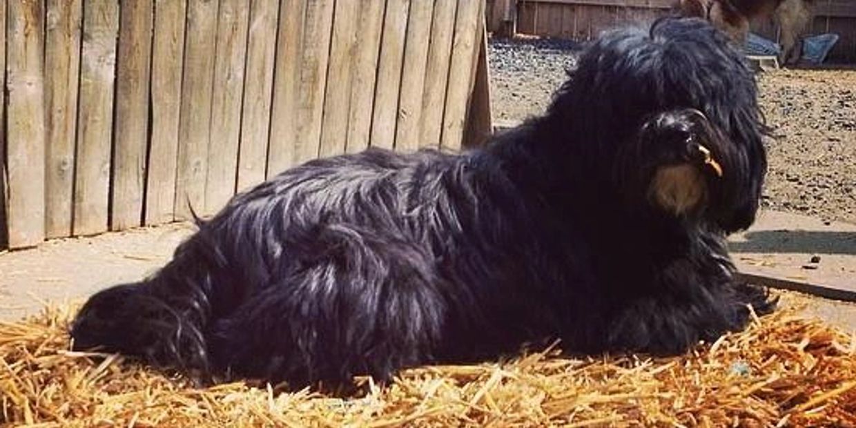 Four Paws Inn