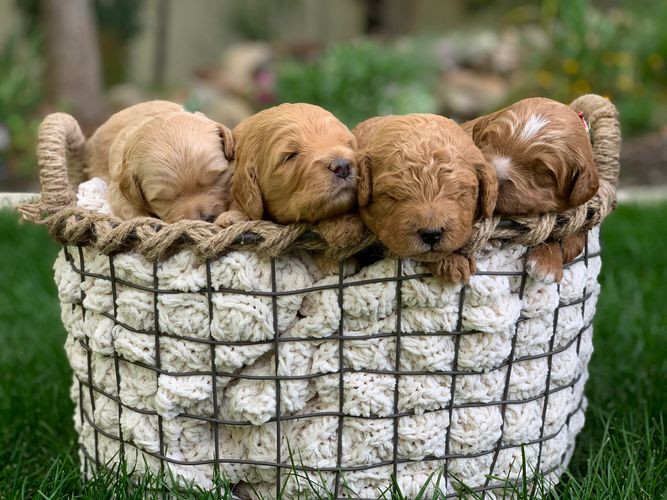 Destination Doodles - Petite/Toy & Mini Goldendoodles, Goldendoodle Destination Doodles - Petite/Toy & Mini Goldendoodles, Goldendoodle
