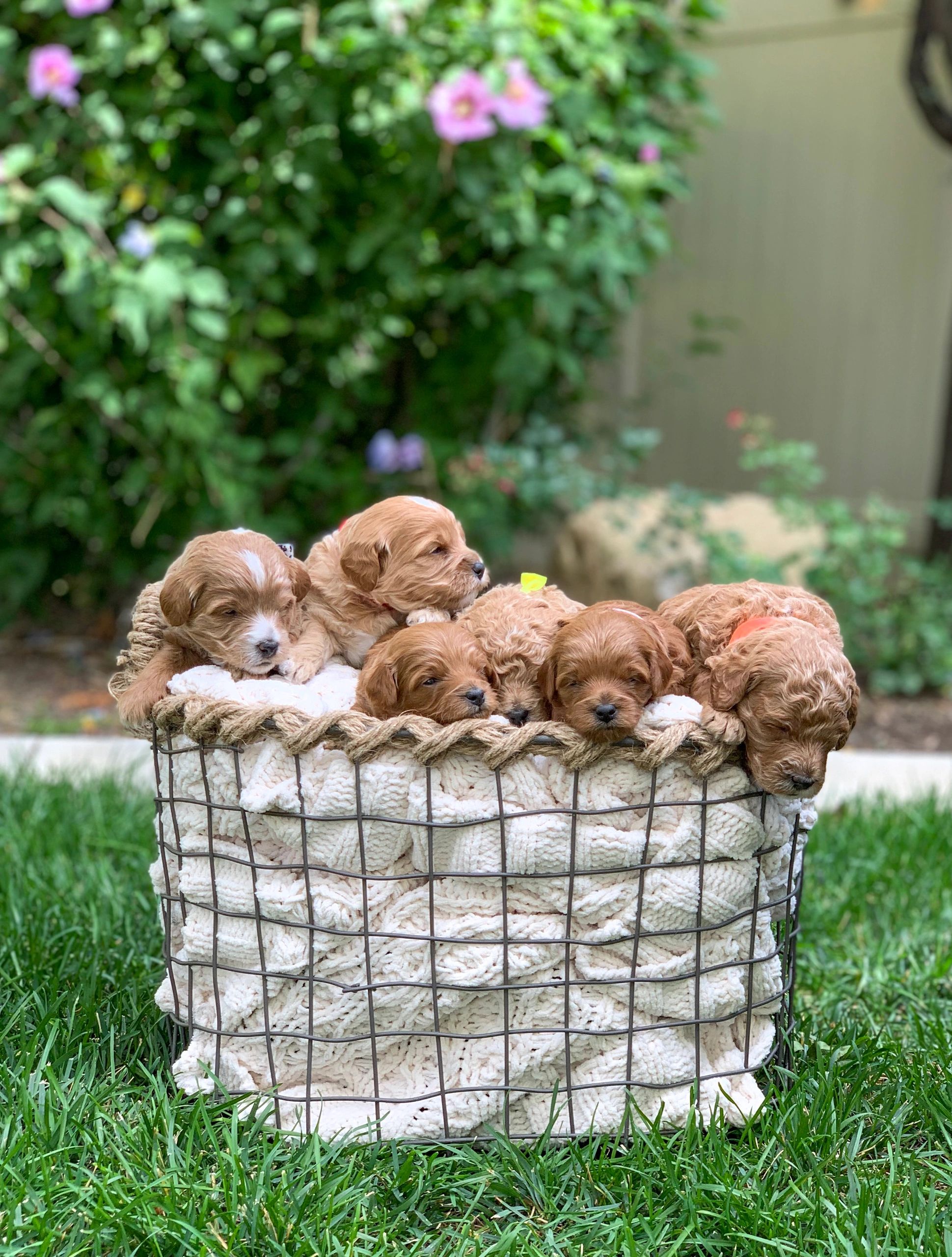 Destination Doodles - Petite/Toy & Mini Goldendoodles, Goldendoodle