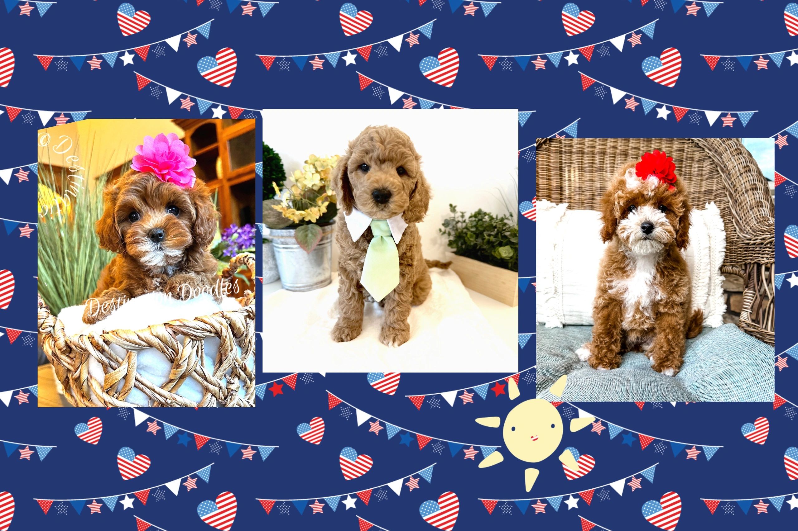 Destination Doodles - Petite/Toy & Mini Goldendoodles, Goldendoodle Destination Doodles - Petite/Toy & Mini Goldendoodles, Goldendoodle