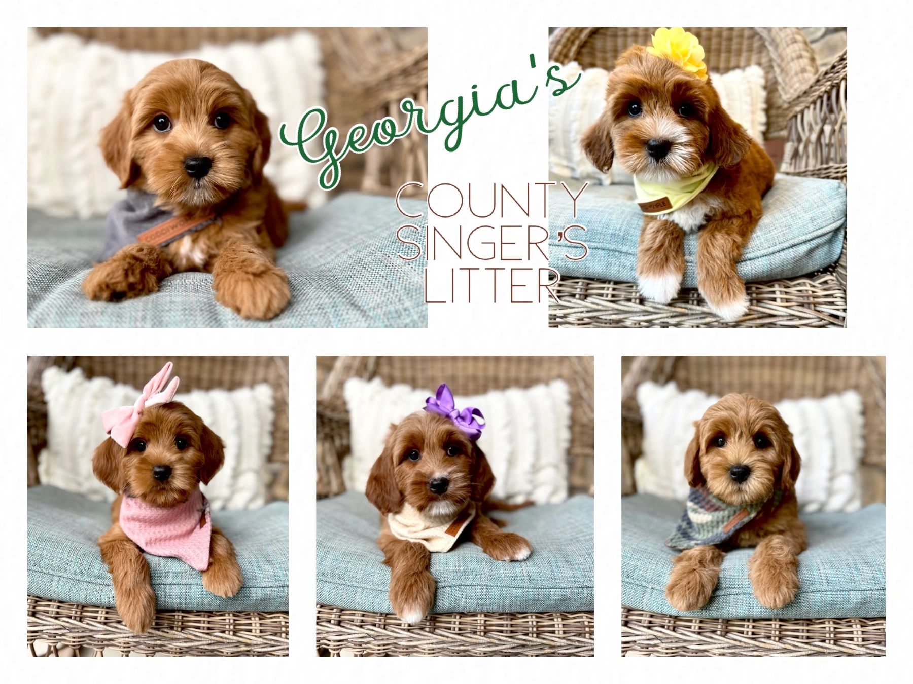 Destination Doodles - Petite/Toy & Mini Goldendoodles, Goldendoodle Destination Doodles - Petite/Toy & Mini Goldendoodles, Goldendoodle