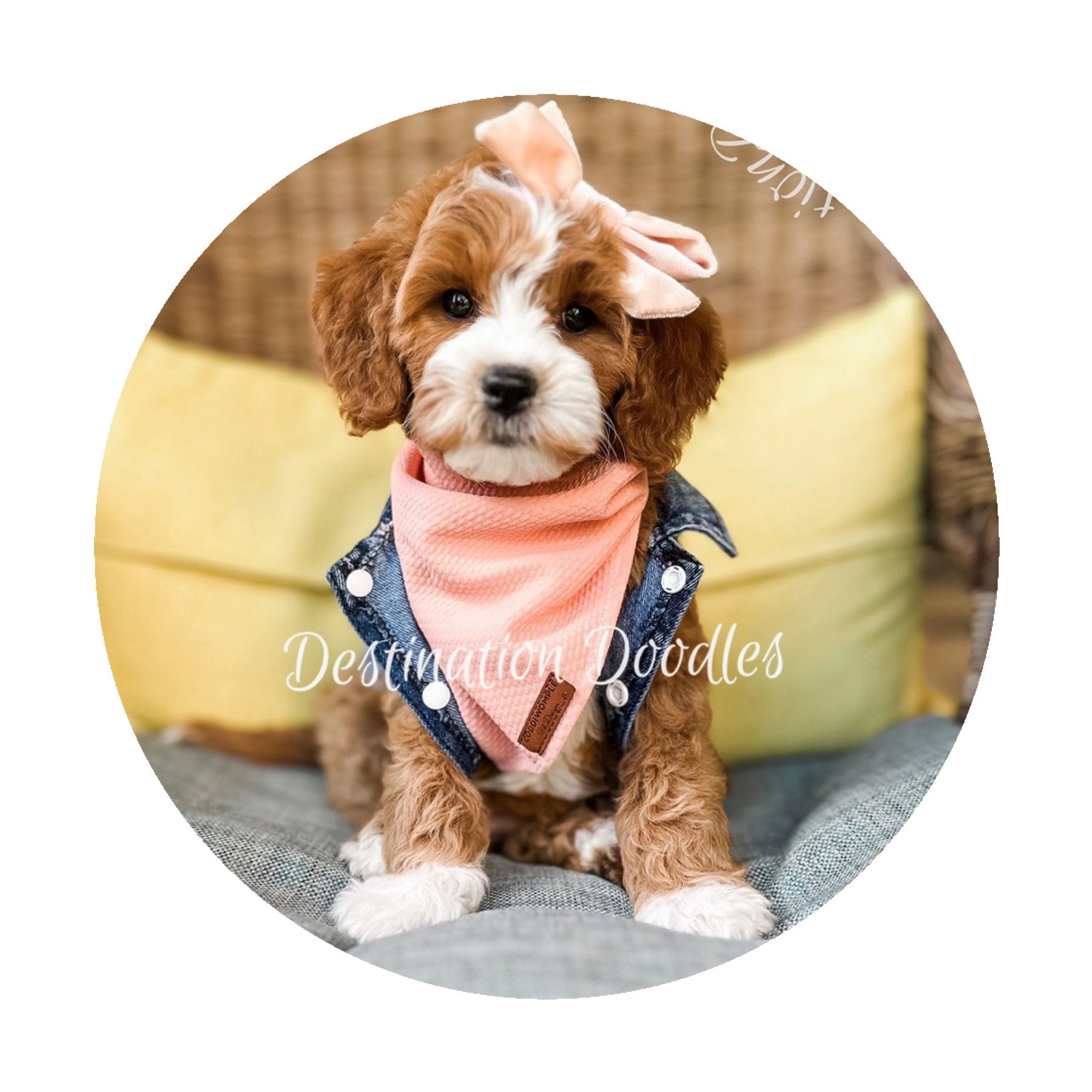 Destination Doodles - Petite/Toy & Mini Goldendoodles, Goldendoodle Destination Doodles - Petite/Toy & Mini Goldendoodles, Goldendoodle