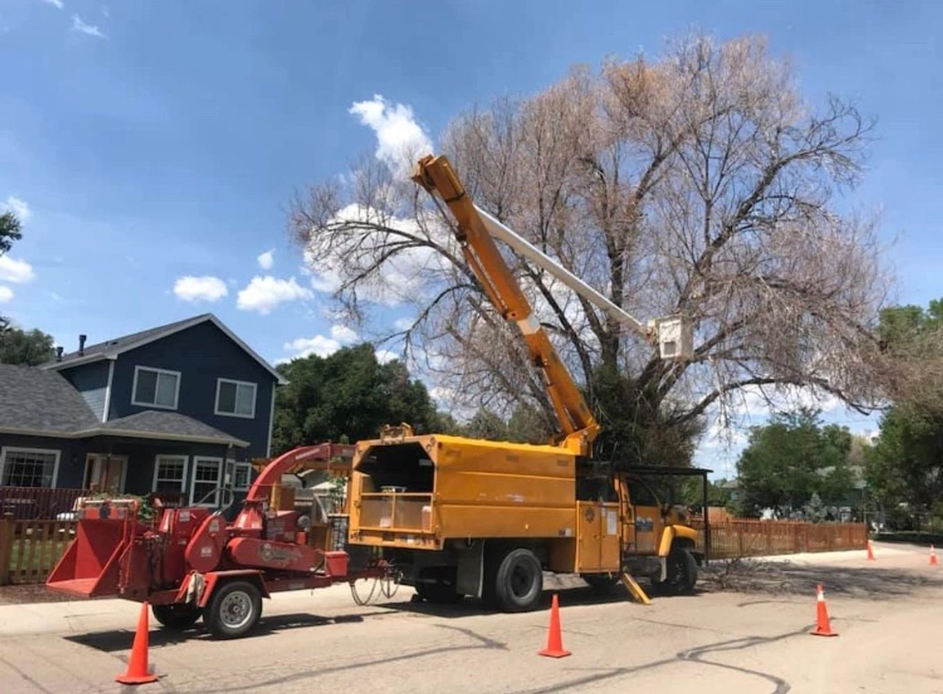 Northern Colorado Tree Service - Tree Services, Tree Removal