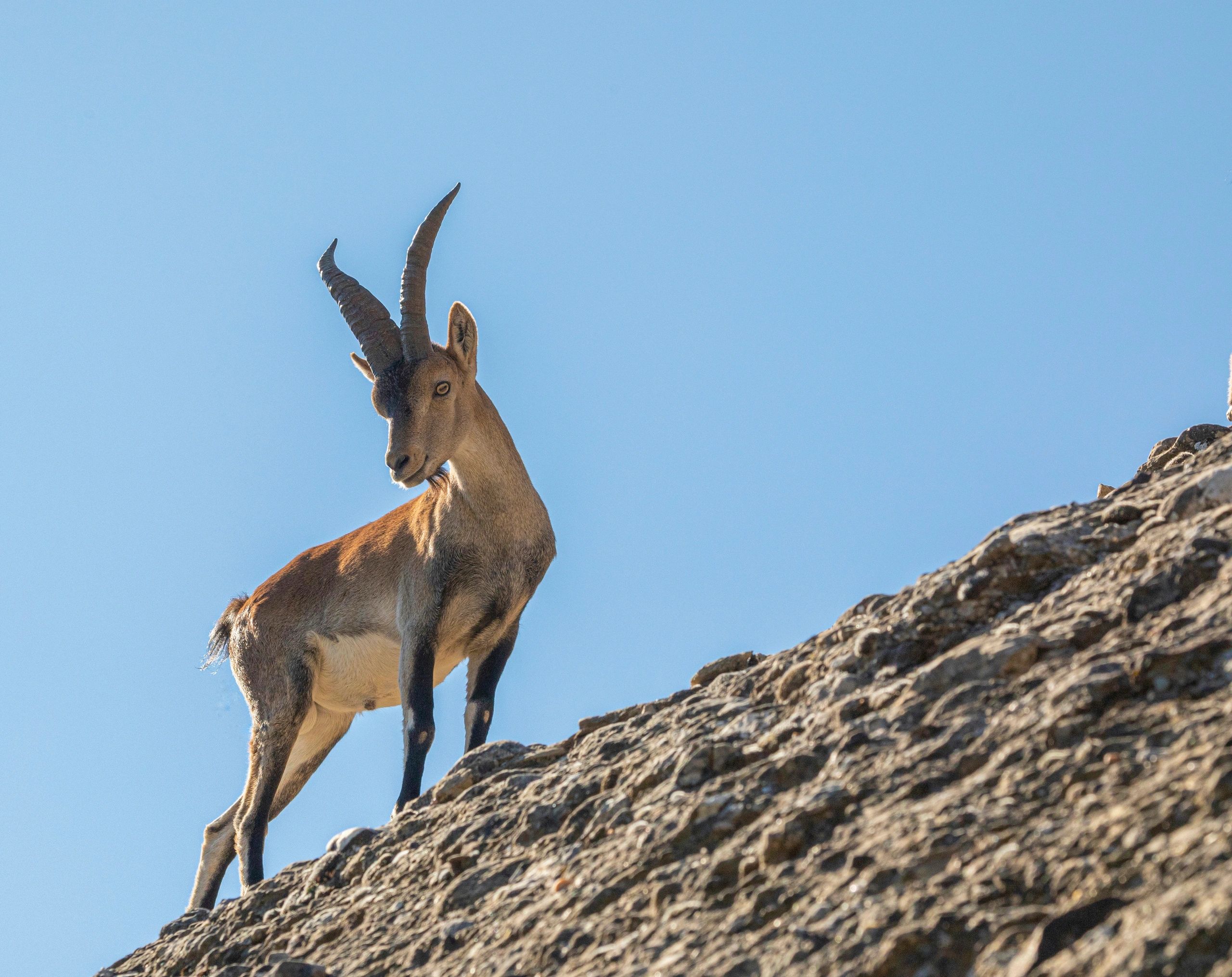 Ibex Therapy - Counselling, Walk and Talk