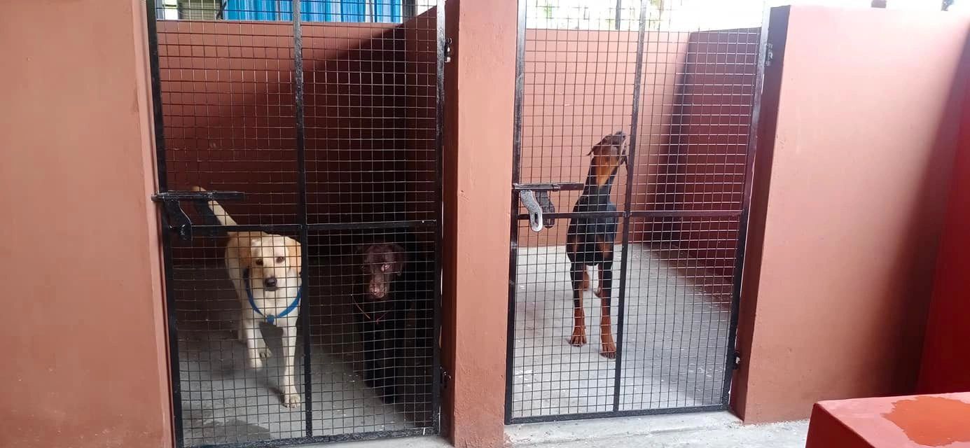 What kind of kennel?