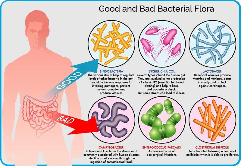 Gut Bacteria and probiotics...