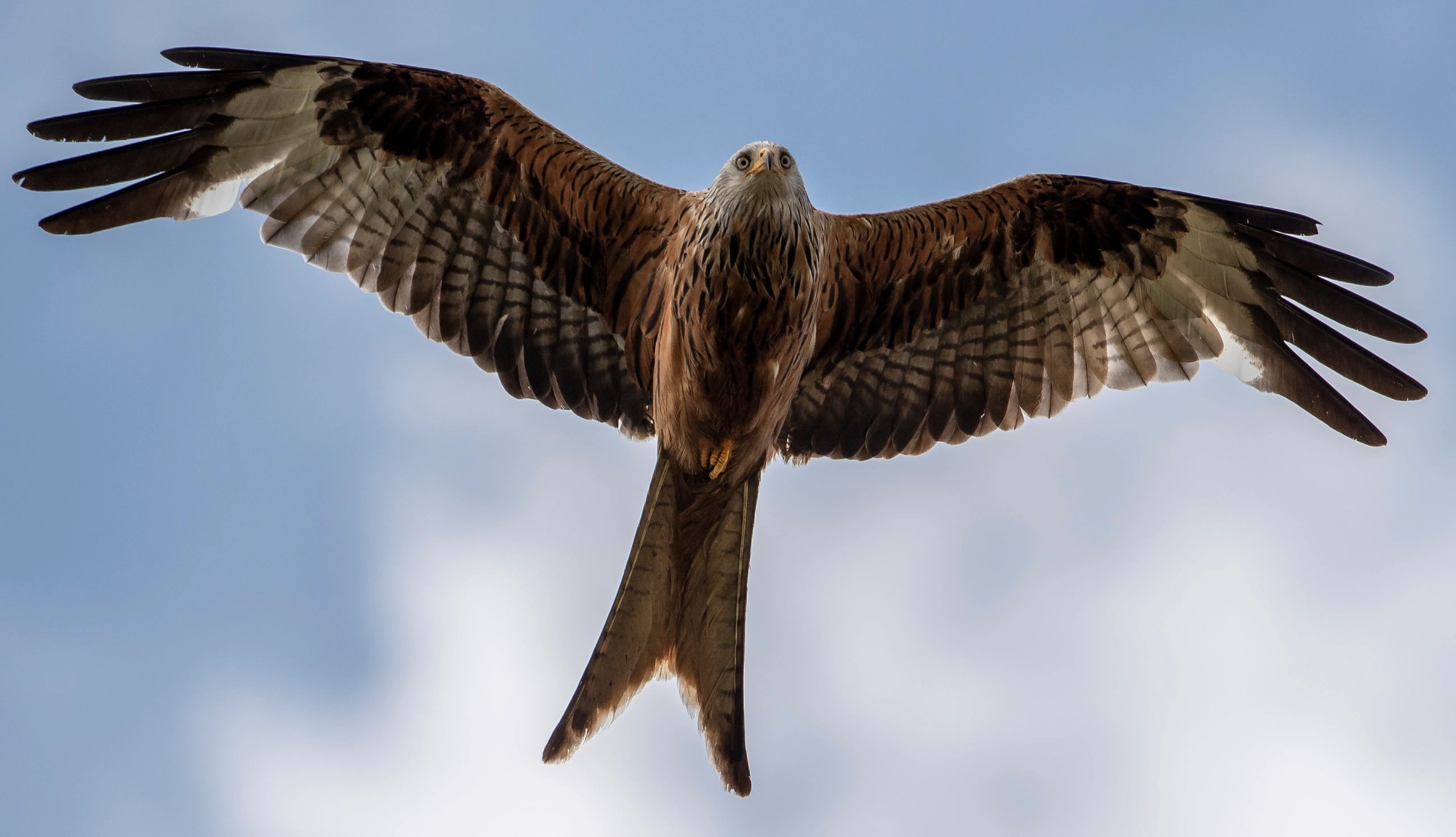 Friends of Red Kites - Red Kite, Milvus Milvus
