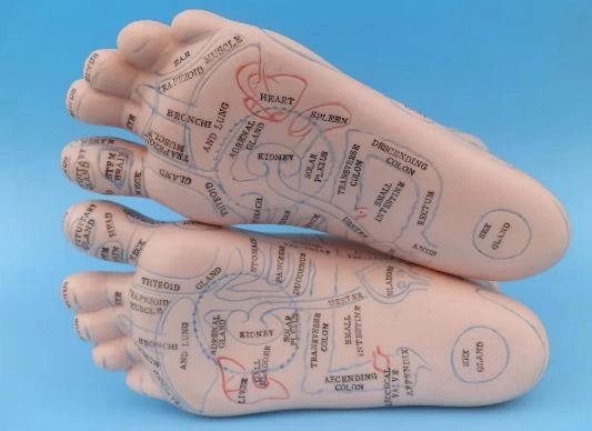 20 Cm Foot Reflexology Zone Model