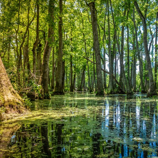 About Decolonizing The Psyche