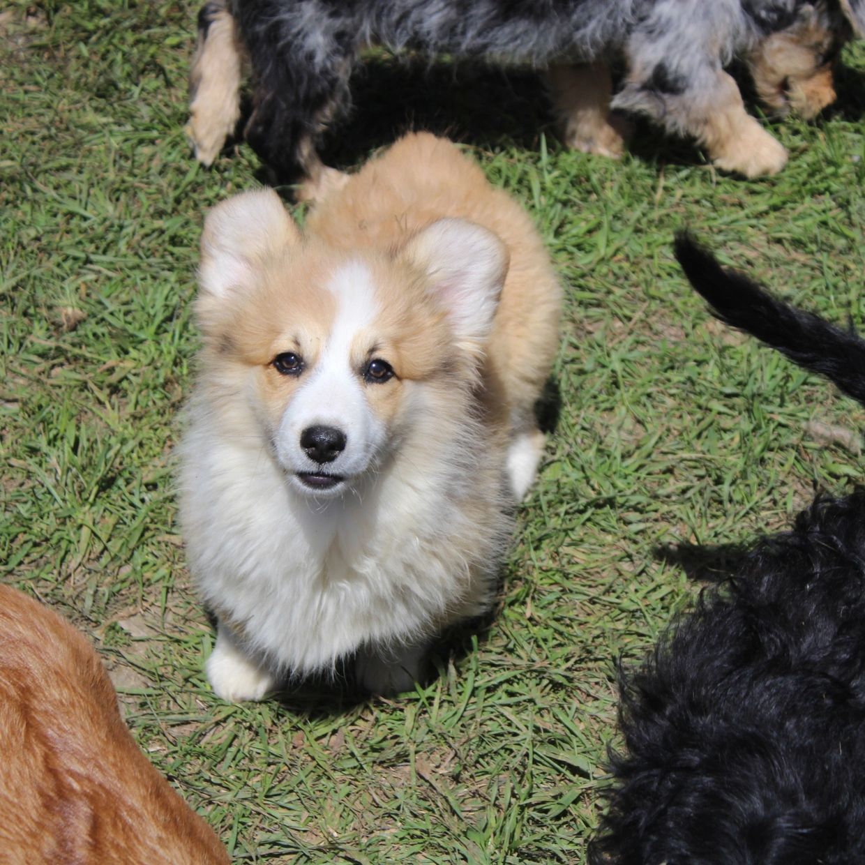 Uniquecountrycorgis