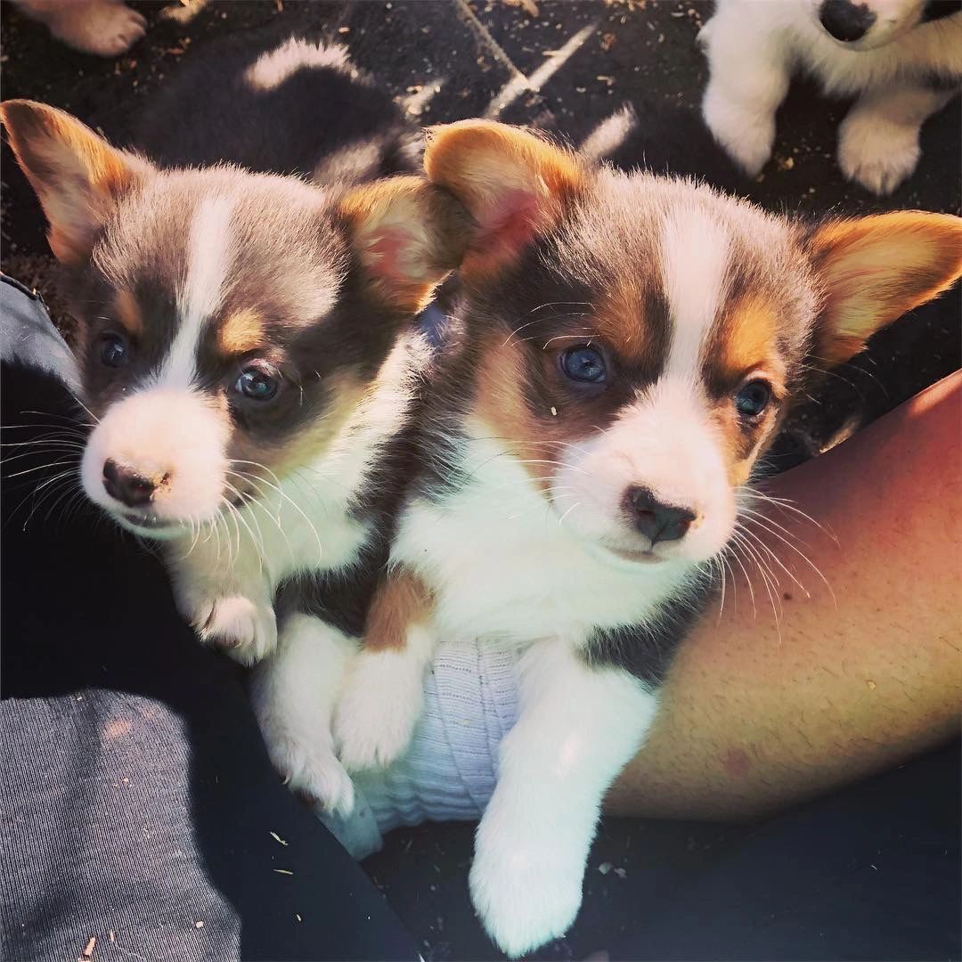 Uniquecountrycorgis