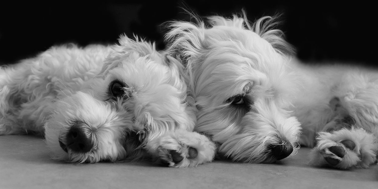 CHABOO - Indigenous Graphic Designer, Aboriginal Artist | CHABOO