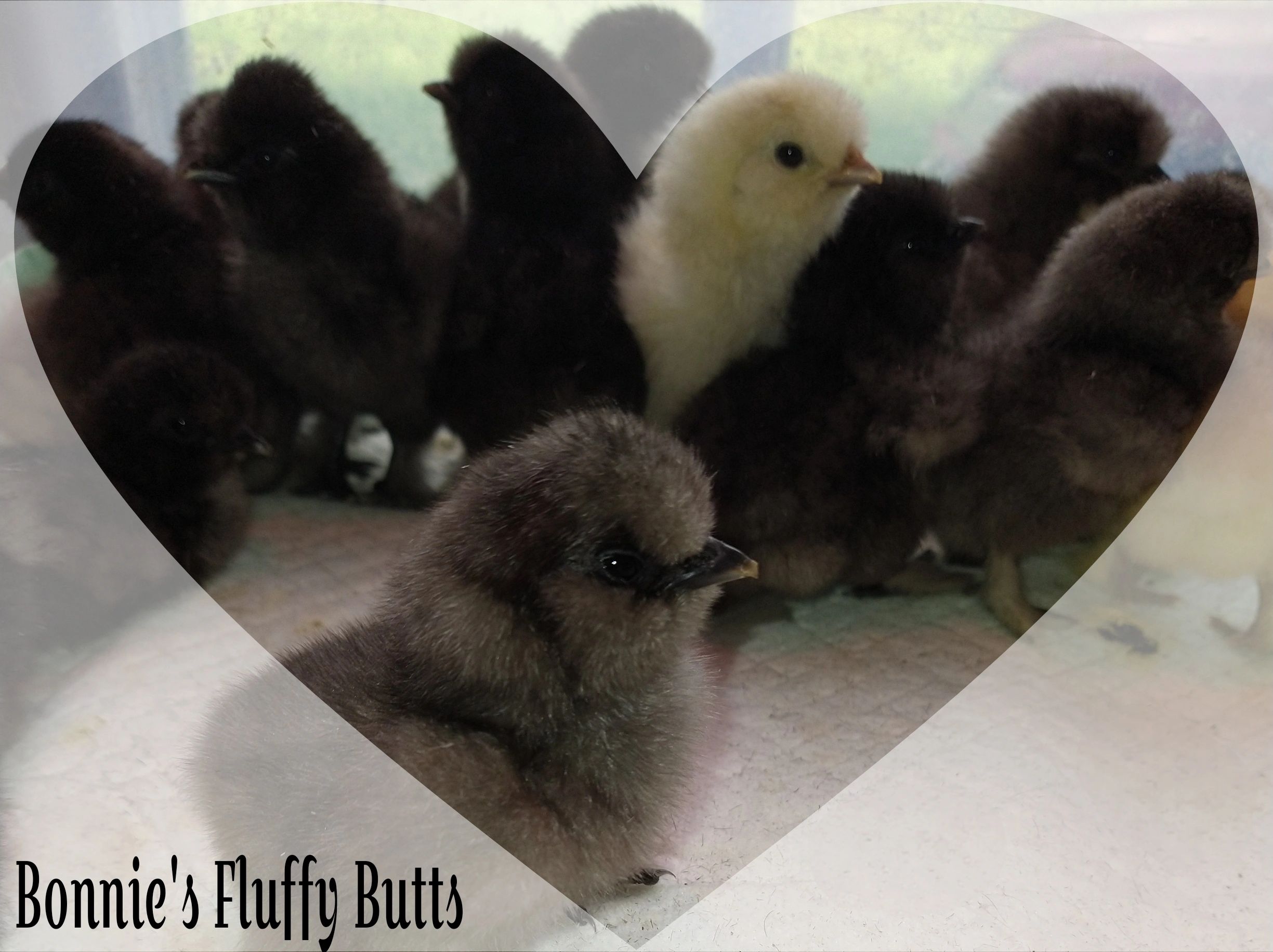 Bonnie's Fluffy Butts