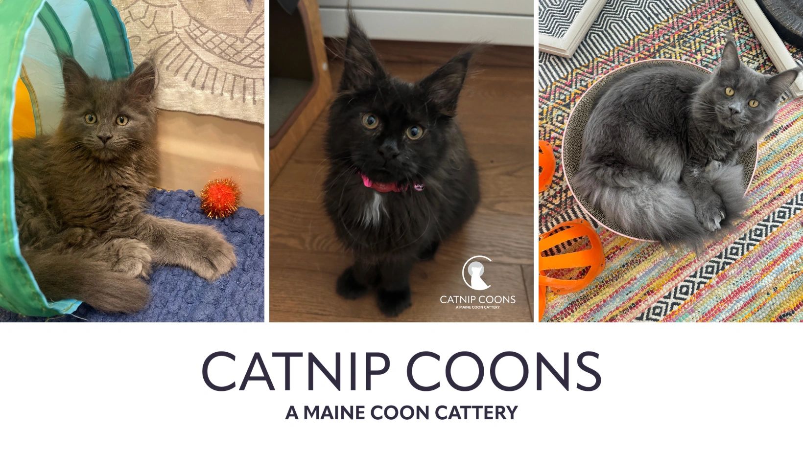 Catnip Coons