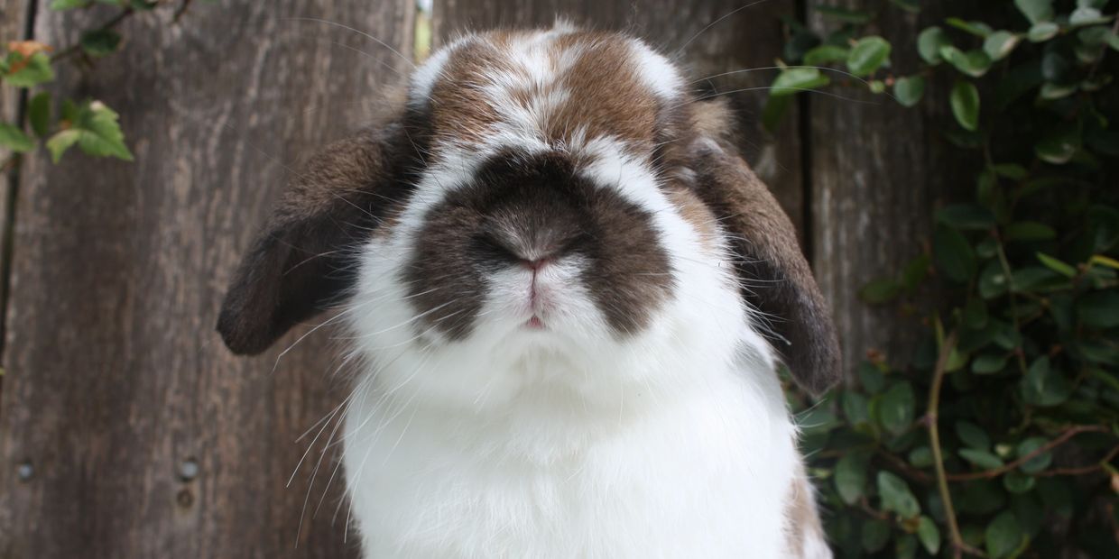 Bun Sitting | Redwood Rabbitry