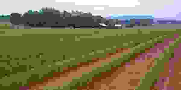 Freedom Tree Farms - Wholesale Tree Farm, Fruit Tree Nursery