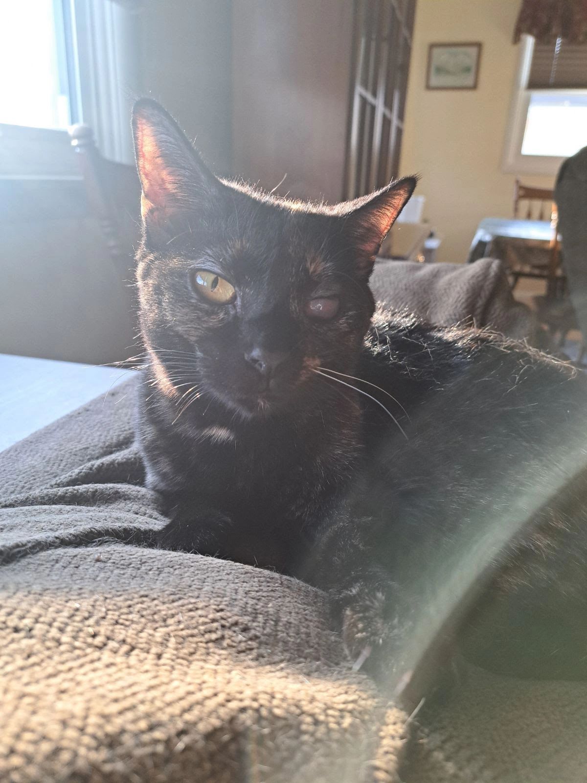 The Furry Paws Foster Inn