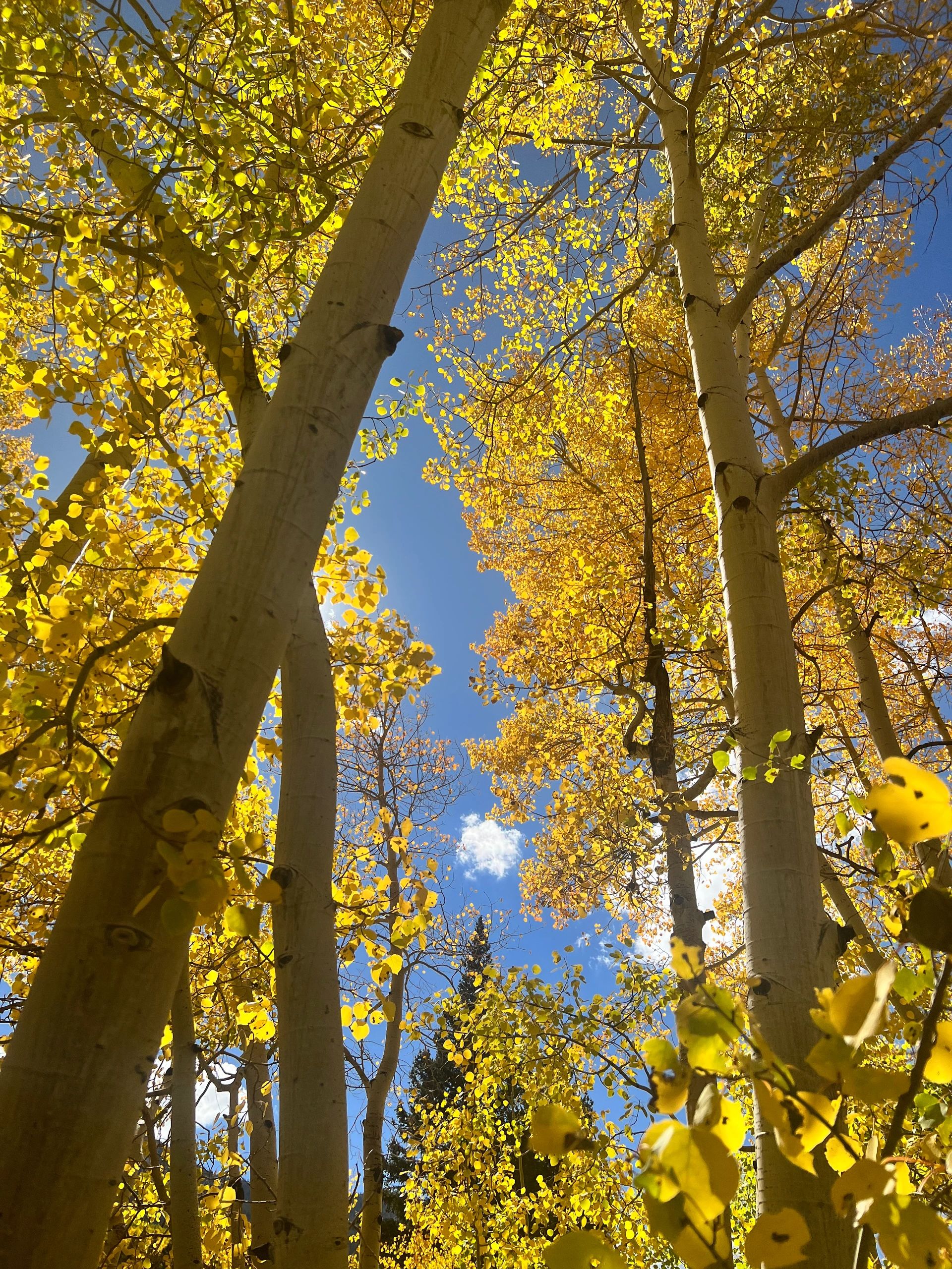 Ciara Ellen Everson Photography