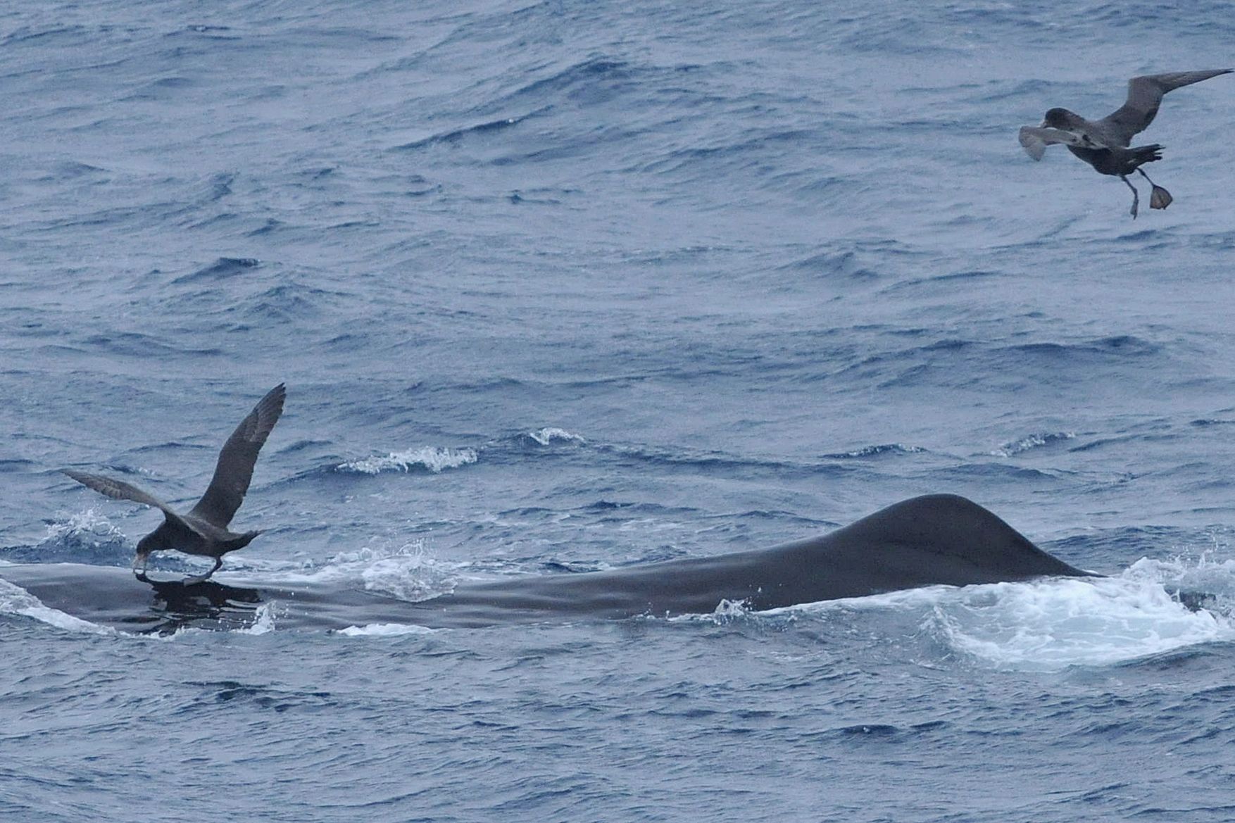 When the World's Largest Predators get Eaten Alive by Birds.