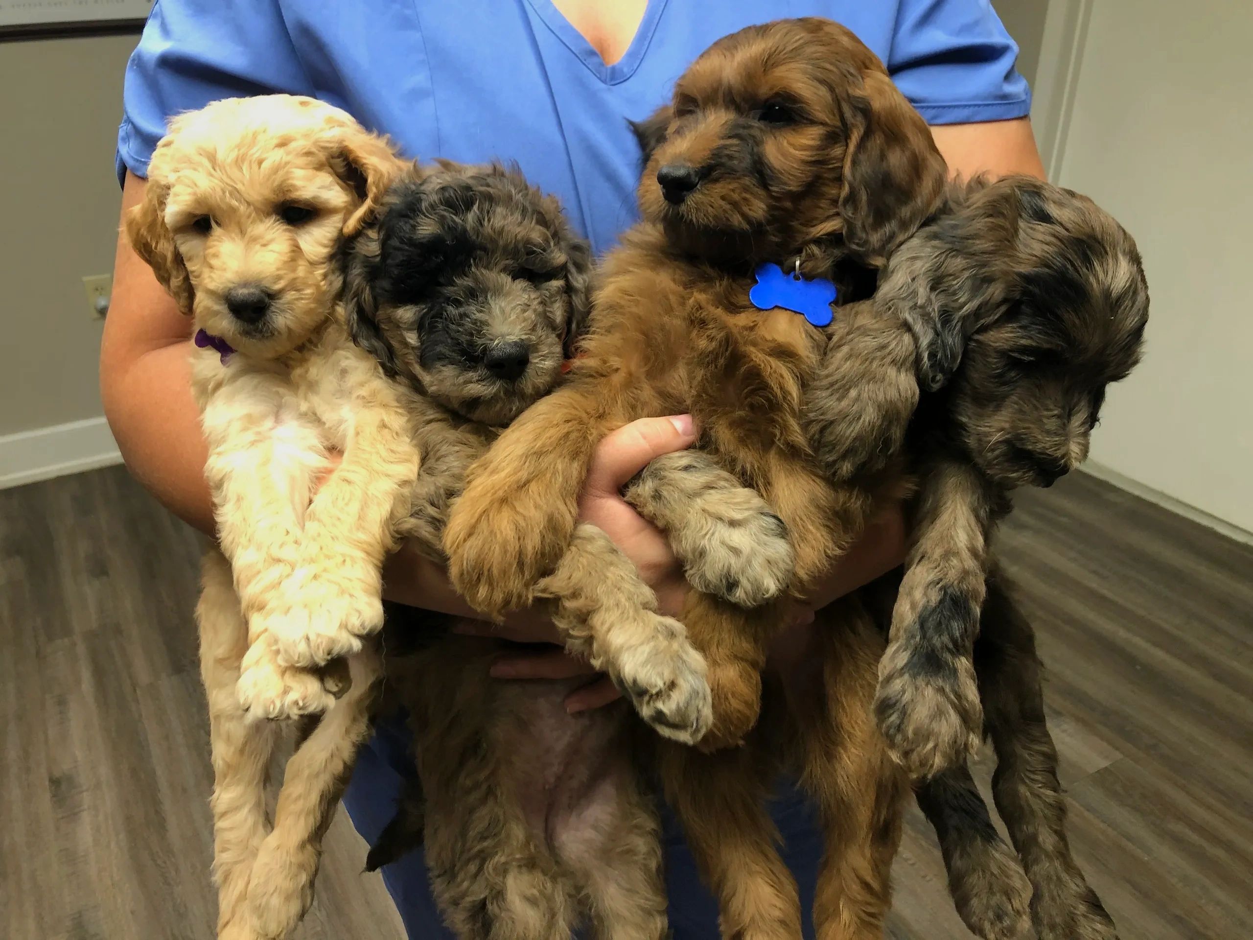 Dude Ranch Doodles: Adorable Goldendoodle Puppies