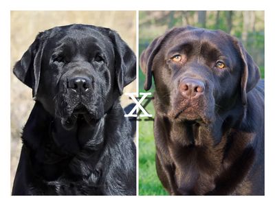 Current Litters | Three Peaks Labradors and Training