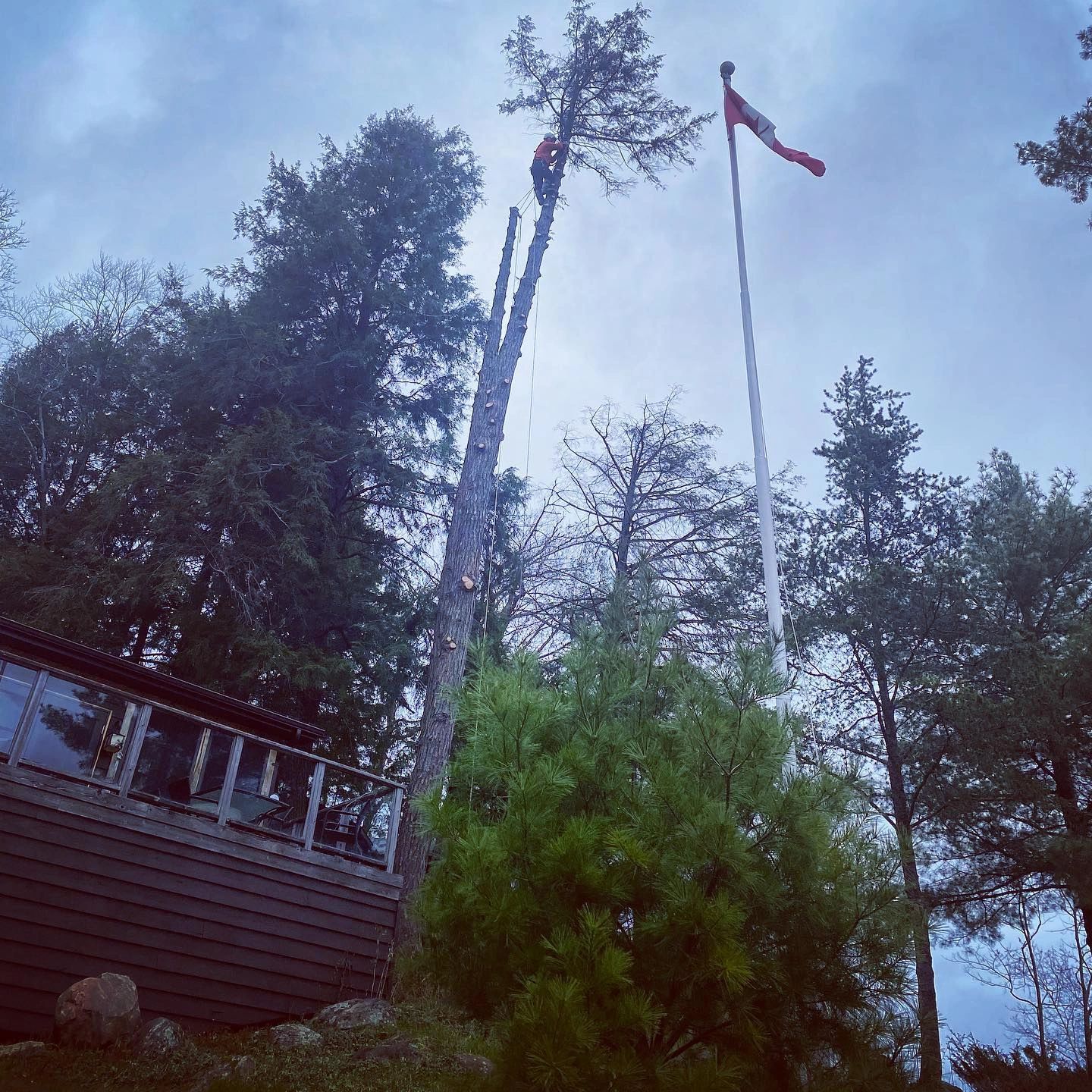 Oasis Tree Solutions - Tree Removal, Tree Pruning