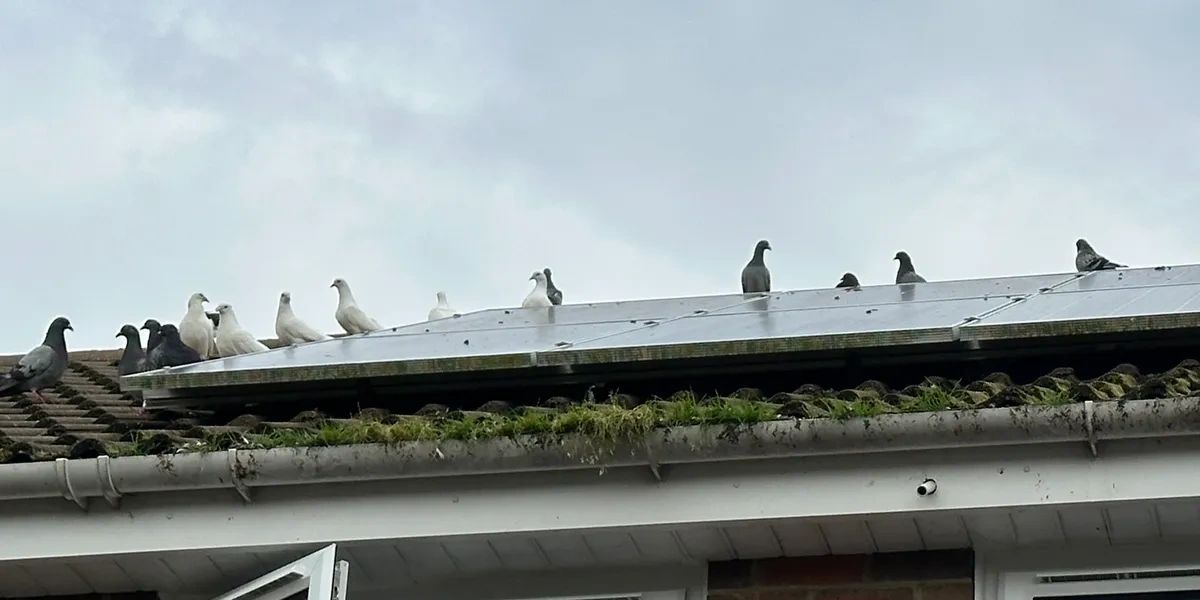 Solar Bird Proofing Ltd Solar Panel Pigeon Proofing