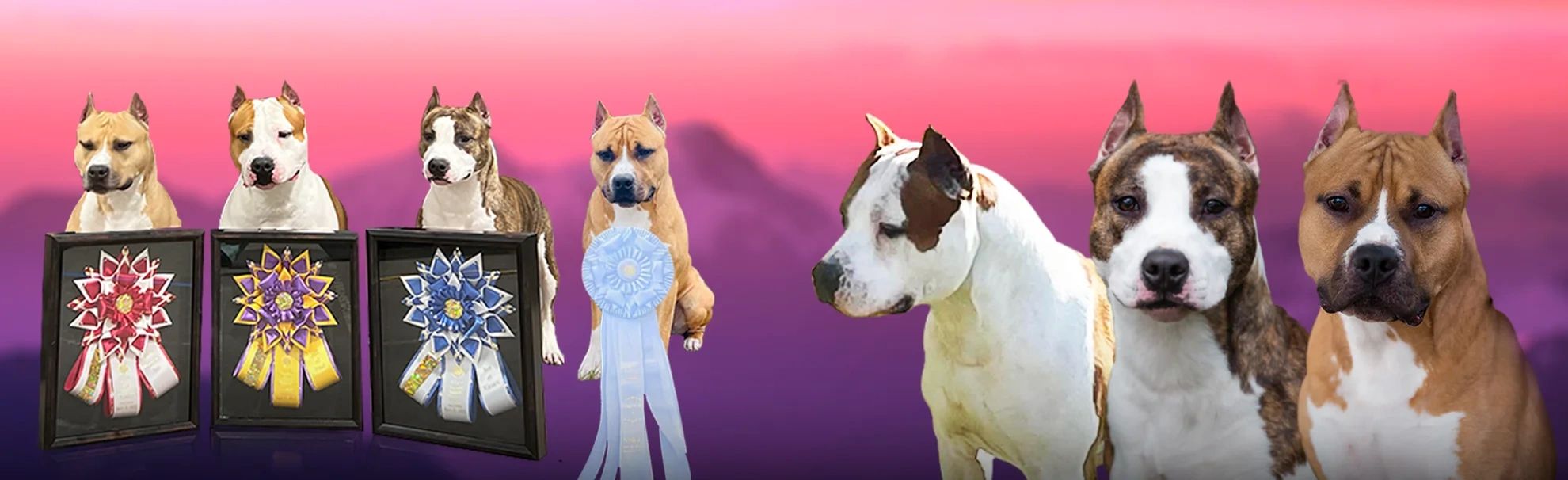 Find Your Perfect American Staffordshire Terrier at Bellastaff Kennel