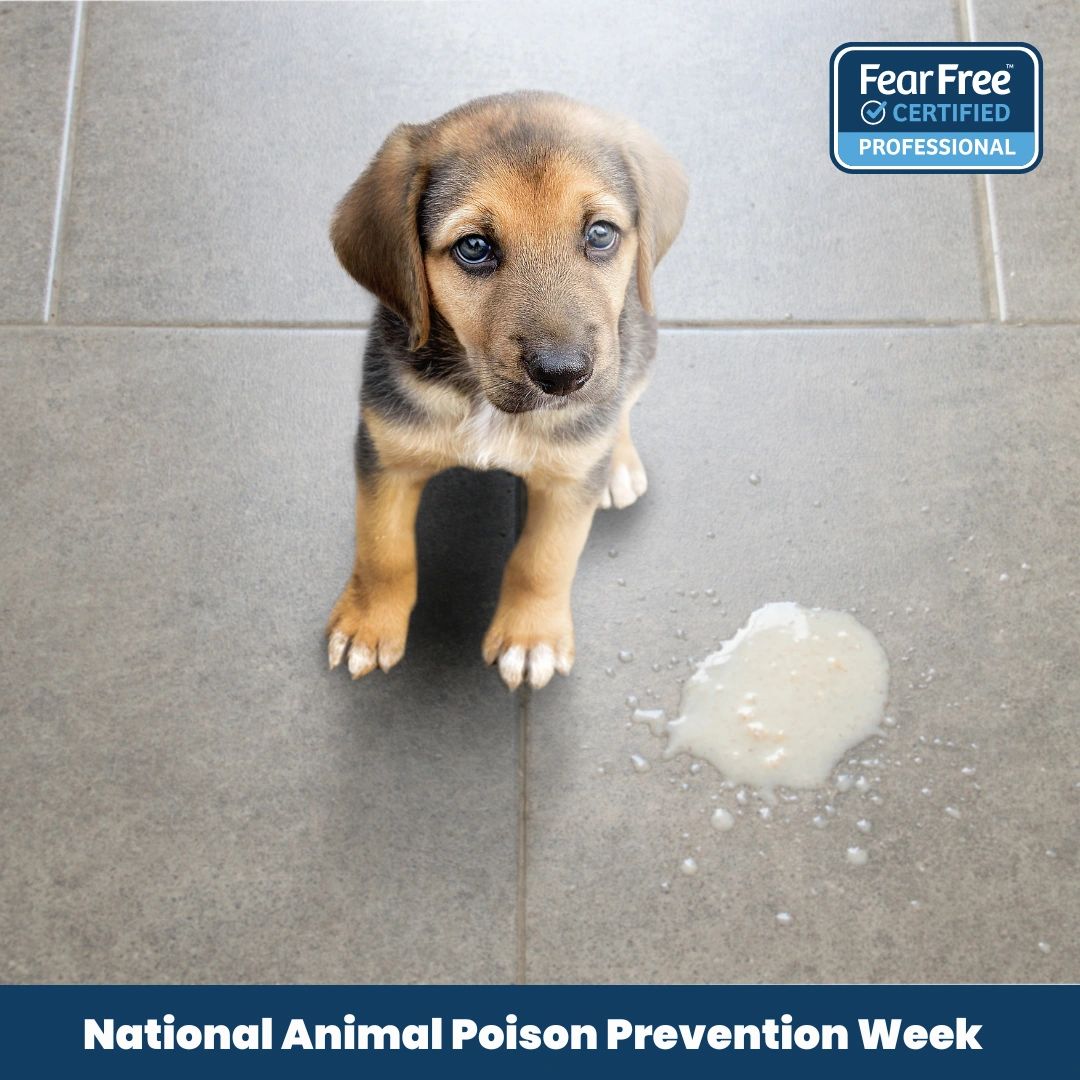 National Animal Poison Prevention Week