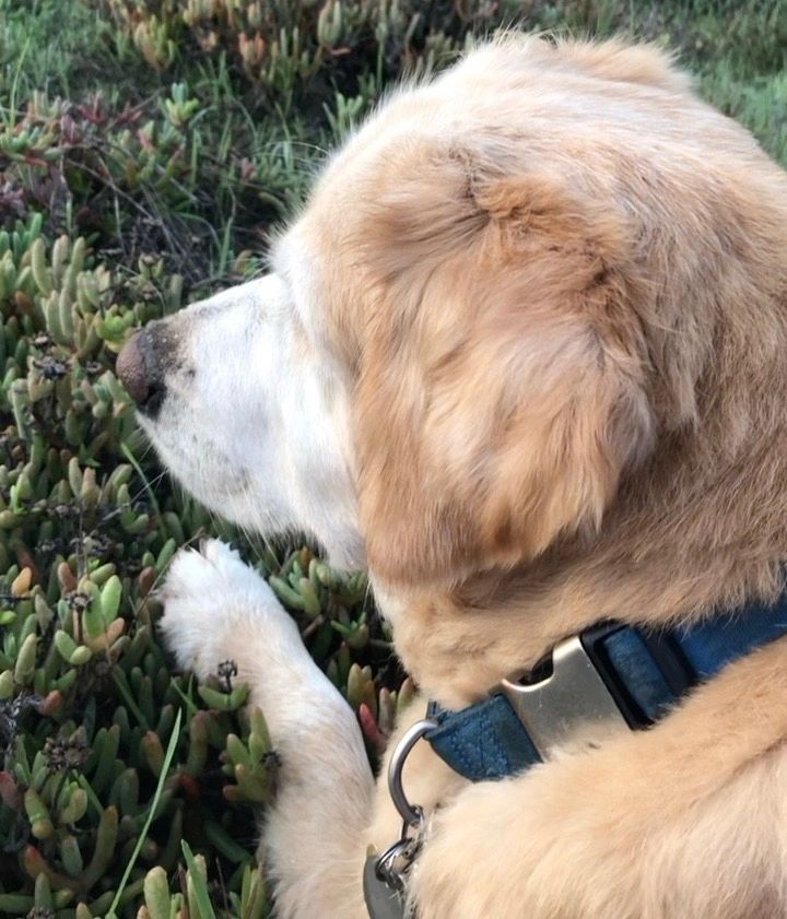 Official Doggerel: Oh What a Beautiful Morning