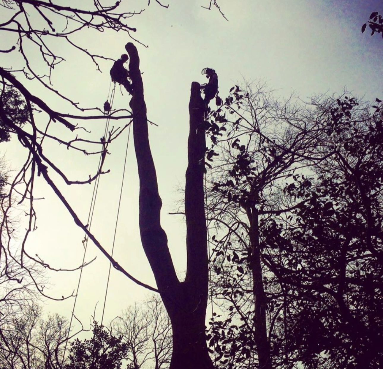 Trident Tree Solutions Ltd