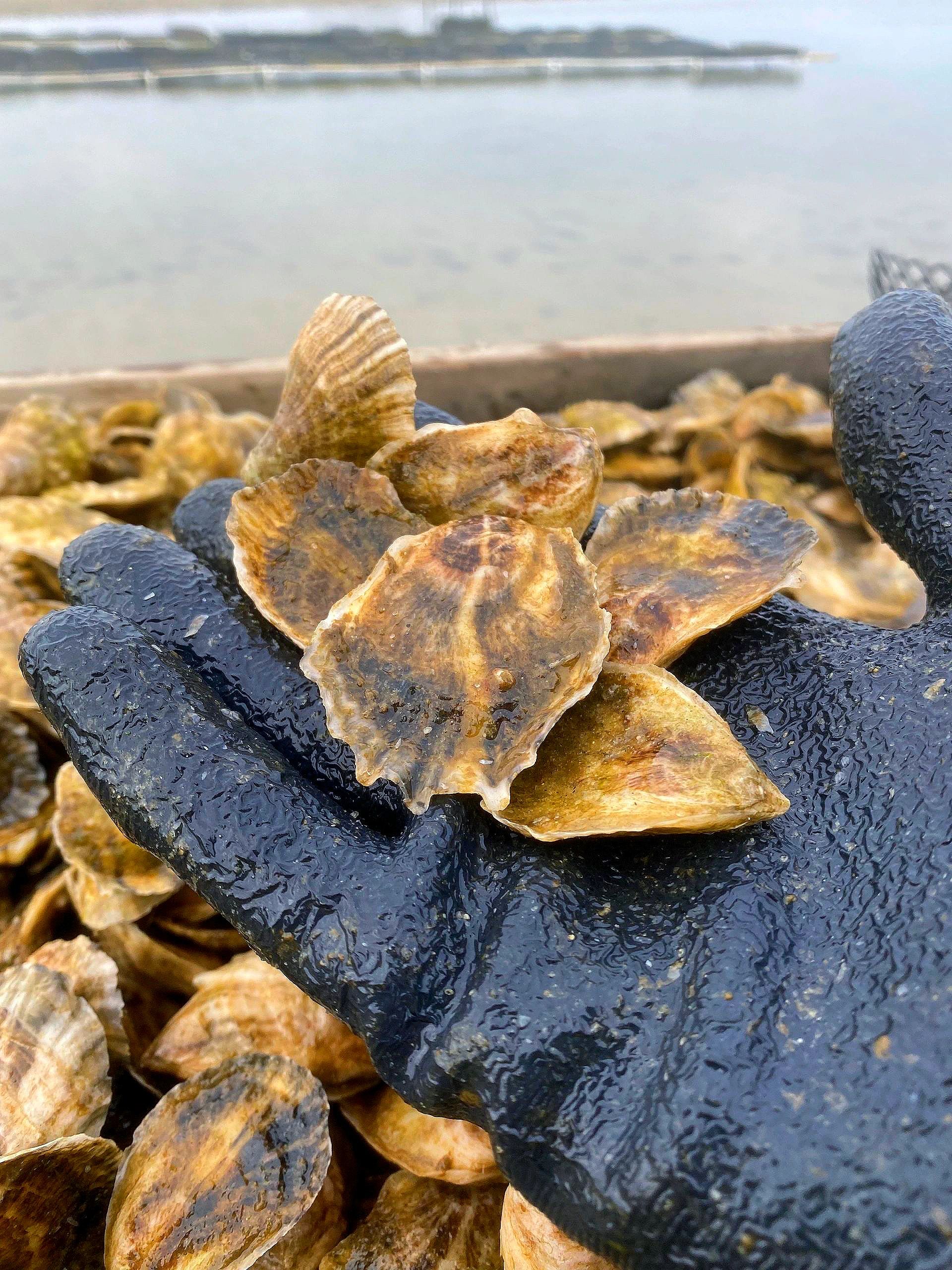 Slacktideoysters - Home