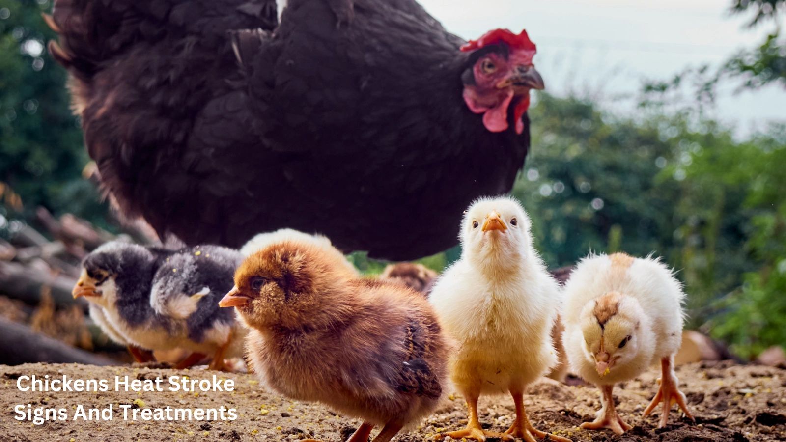 Chicken Heat Stroke Tips