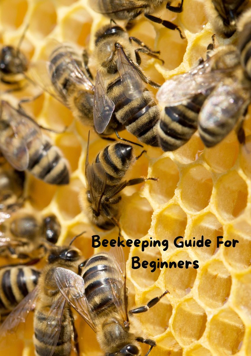 Beekeeping Guide For Beginners
