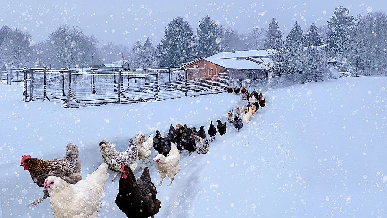 Winter Chicken Prep: How to Keep Eggs Coming When the Snow Flies