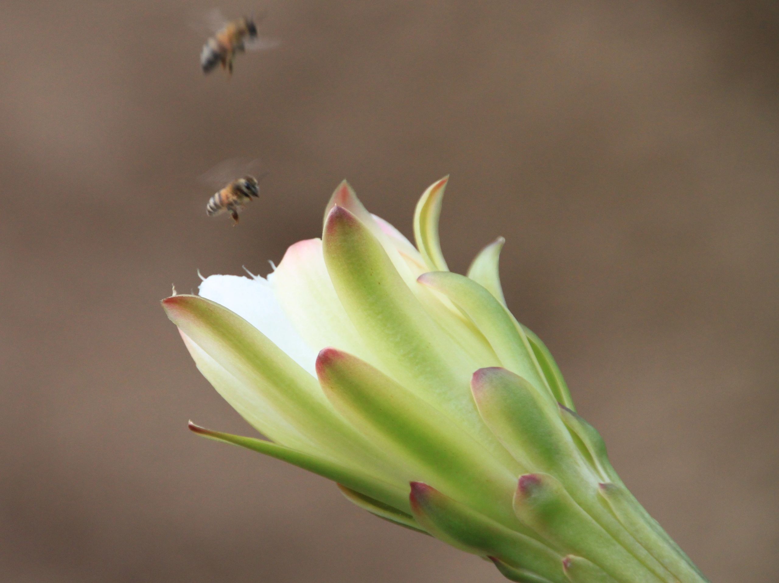 Colbert Environmental Group