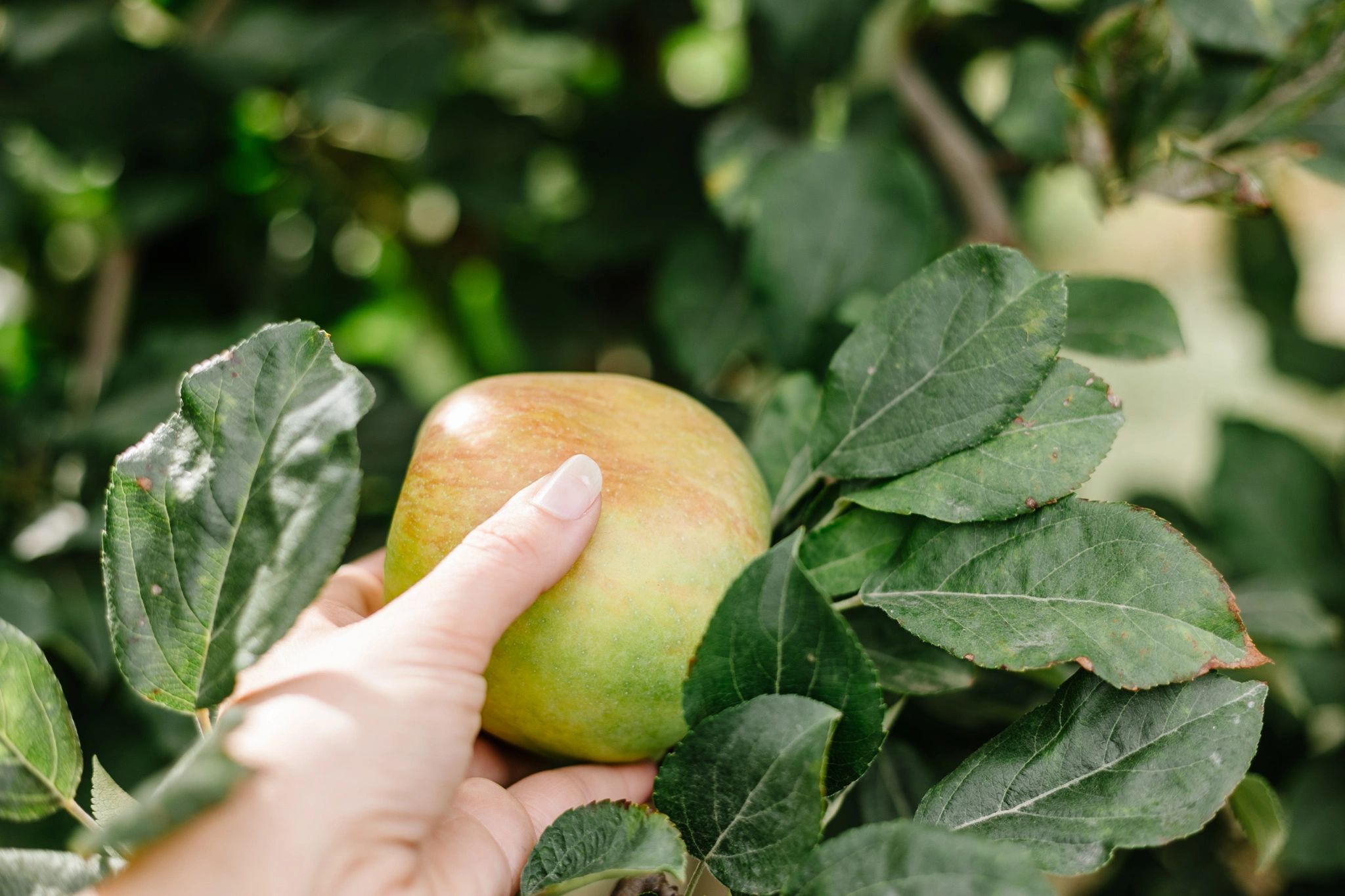Watson Farms PYO - Pick Your Own Produce, Local Farm
