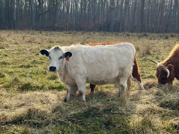 Livestock and Equipment for Sale - Red Leg Farms