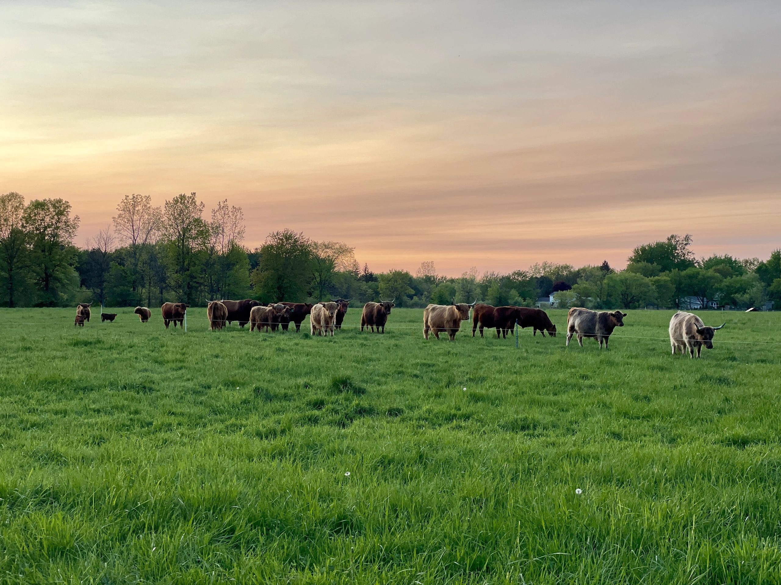 Red Leg Farms - Grass Fed Lamb, Grass Fed Beef, Ranching