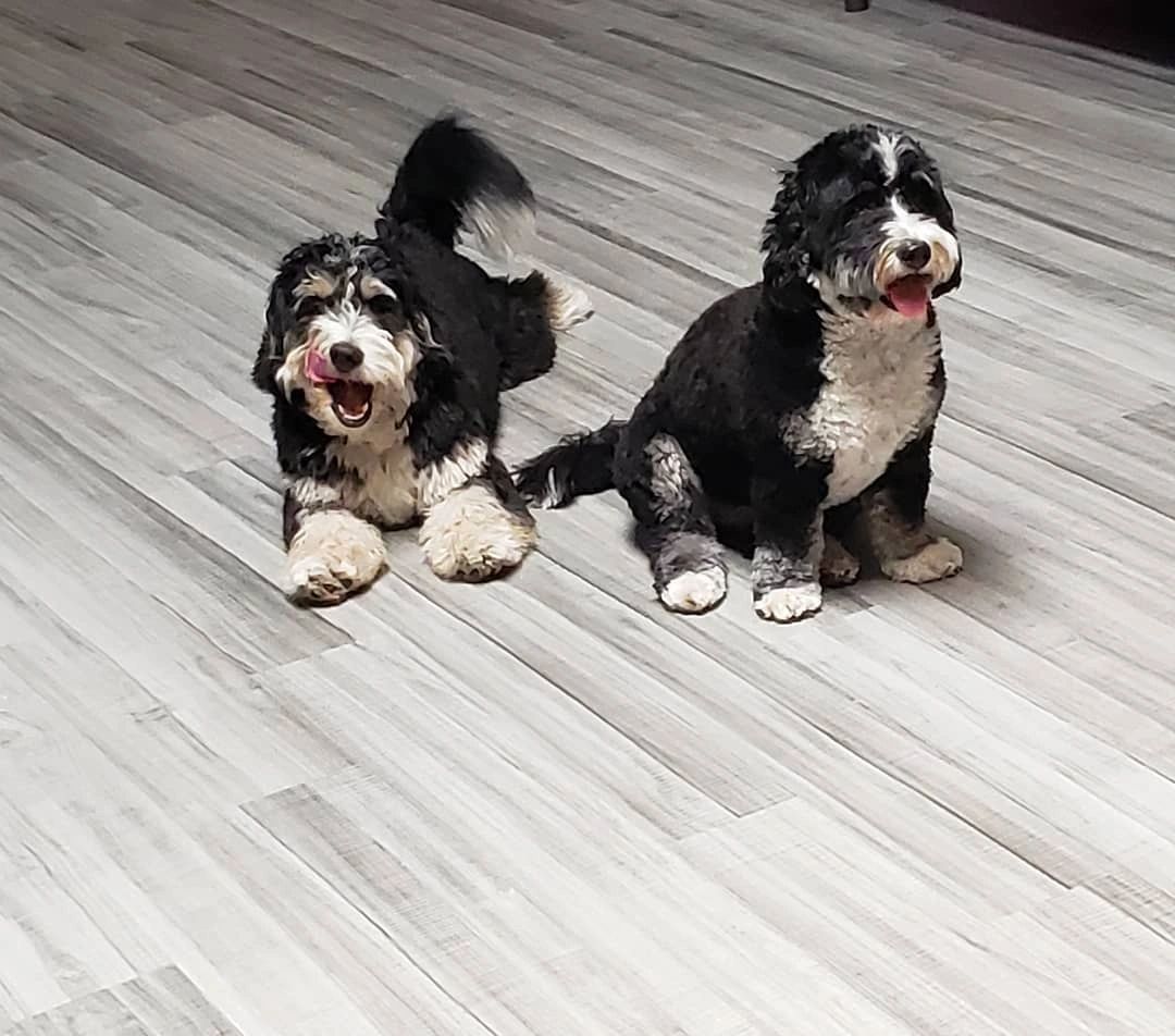 Where Are Dogs Allowed In Chicago