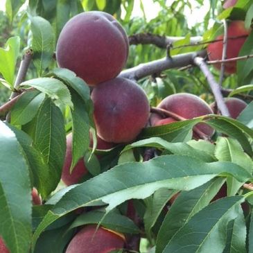 Kosinski Farms and Farmstand