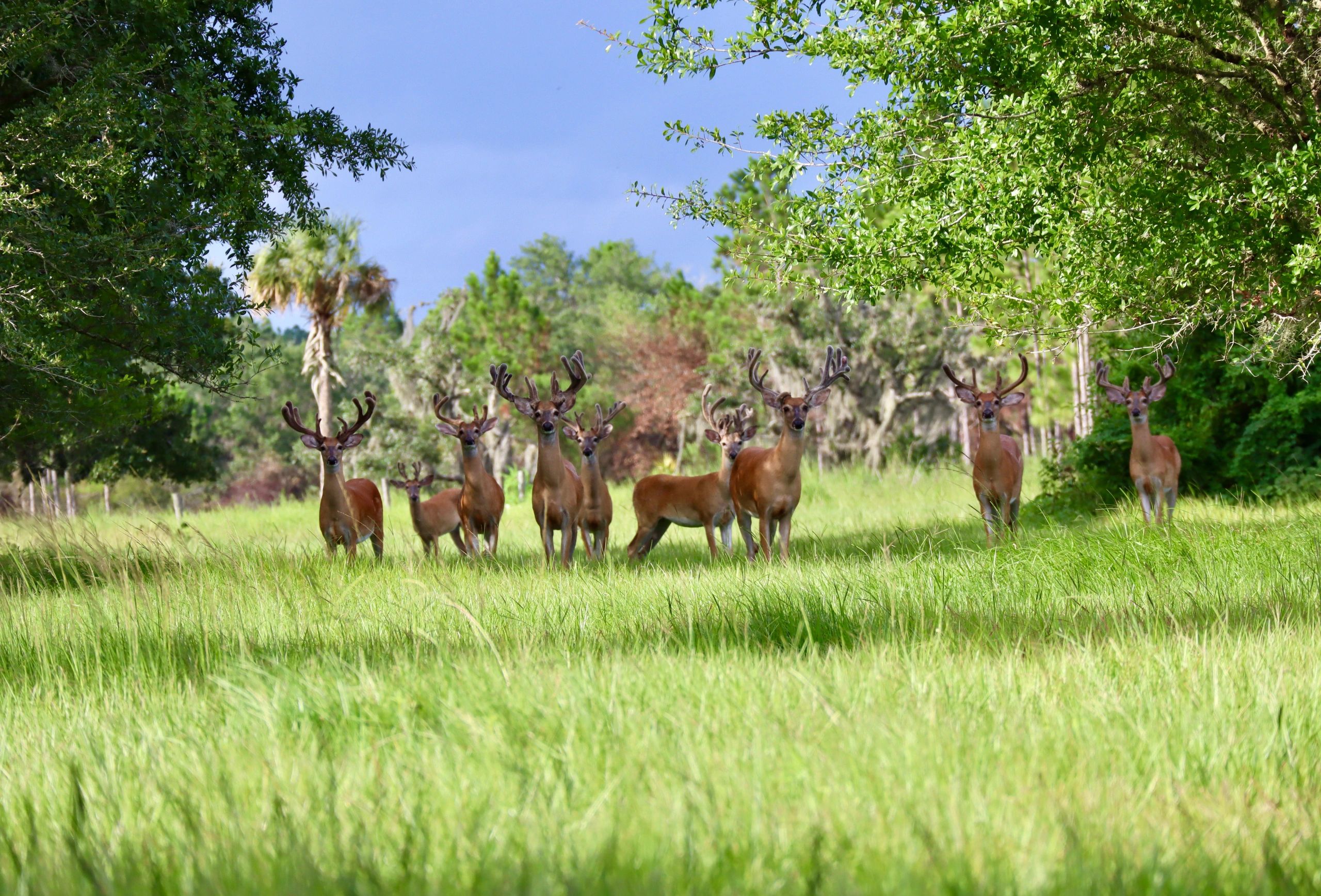 Lightsey Family Ranch