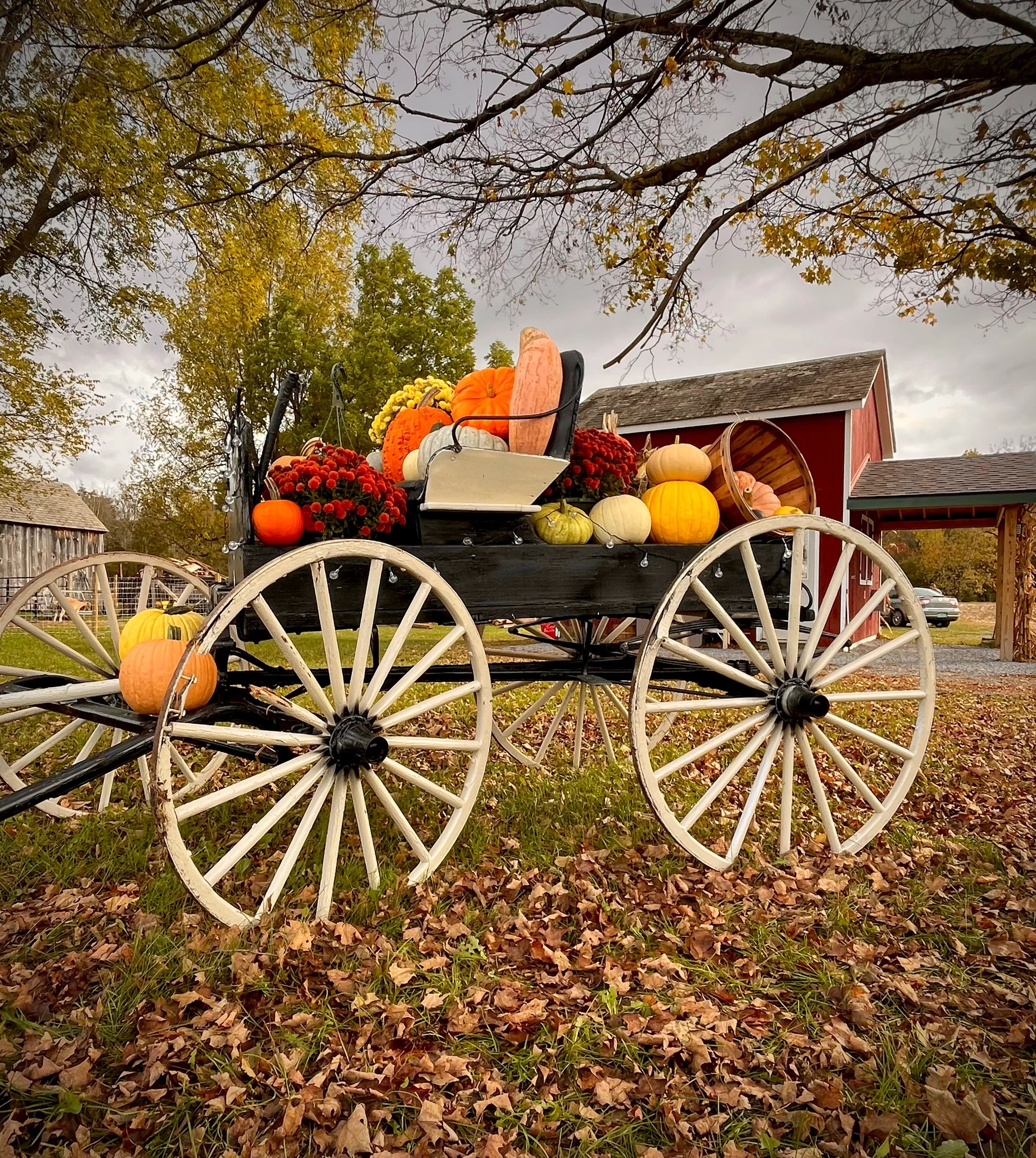 Kinder Way Farm Sanctuary