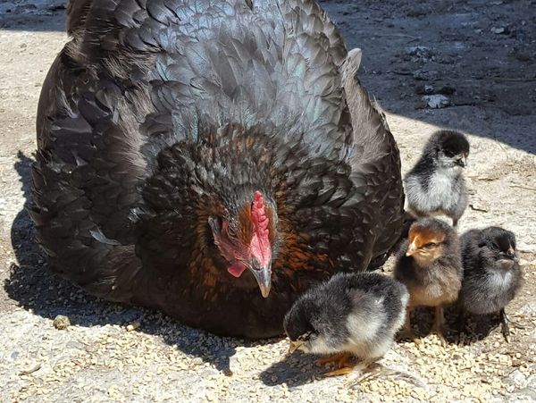 Kinder Way Farm Sanctuary