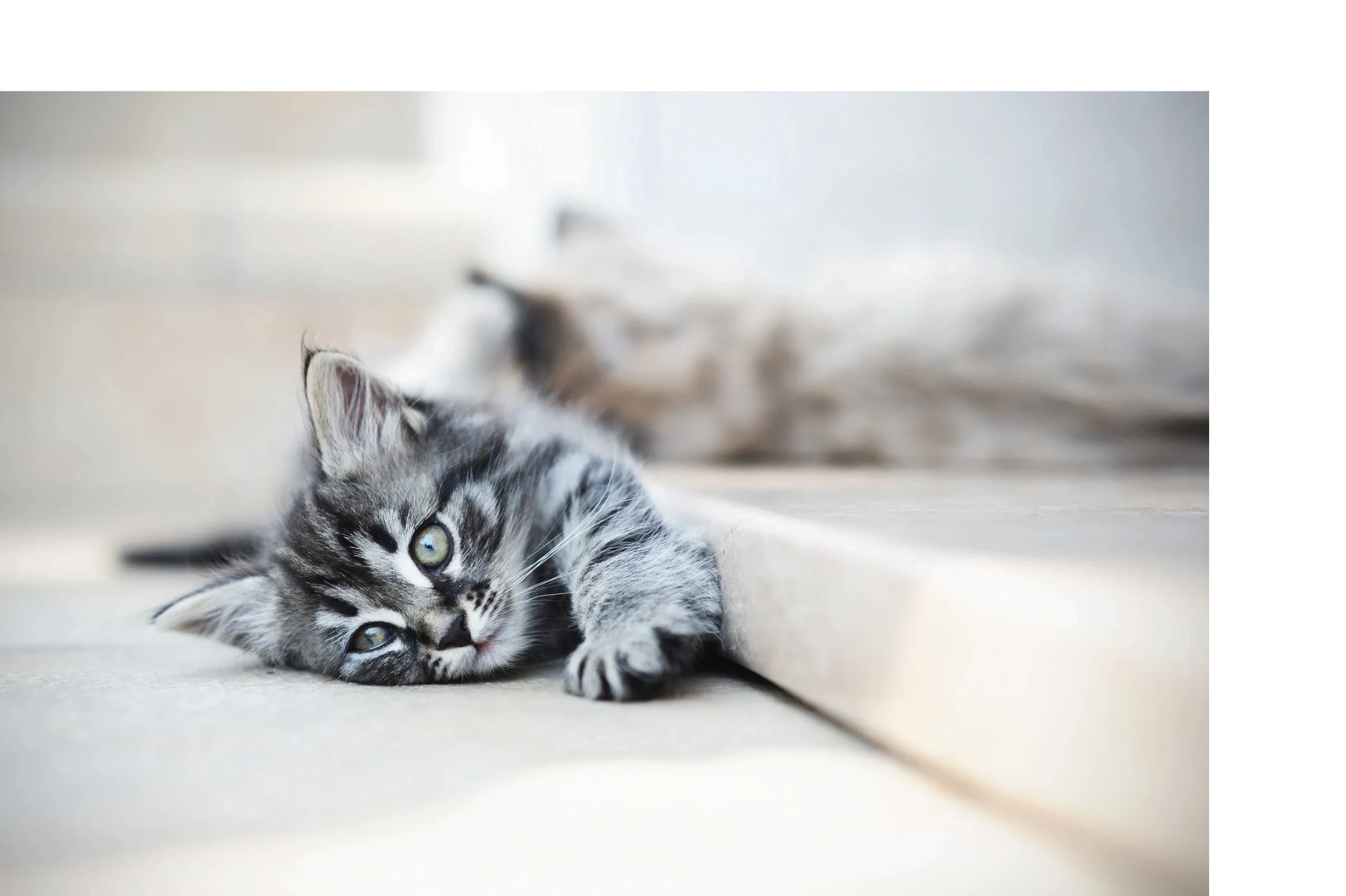 Cat Grooming, Cat Sitting, Cat Boarding - Feline Fancy Resort & Spa