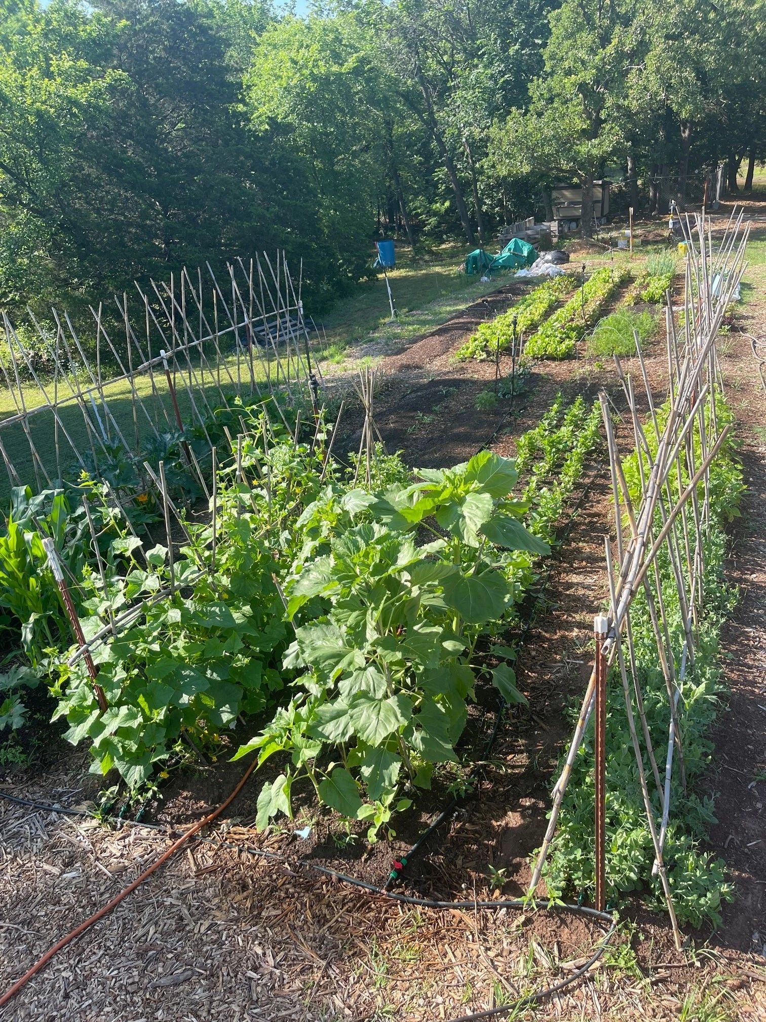 Poppy Doodle Farms | Your Local Source for Fresh Vegetables