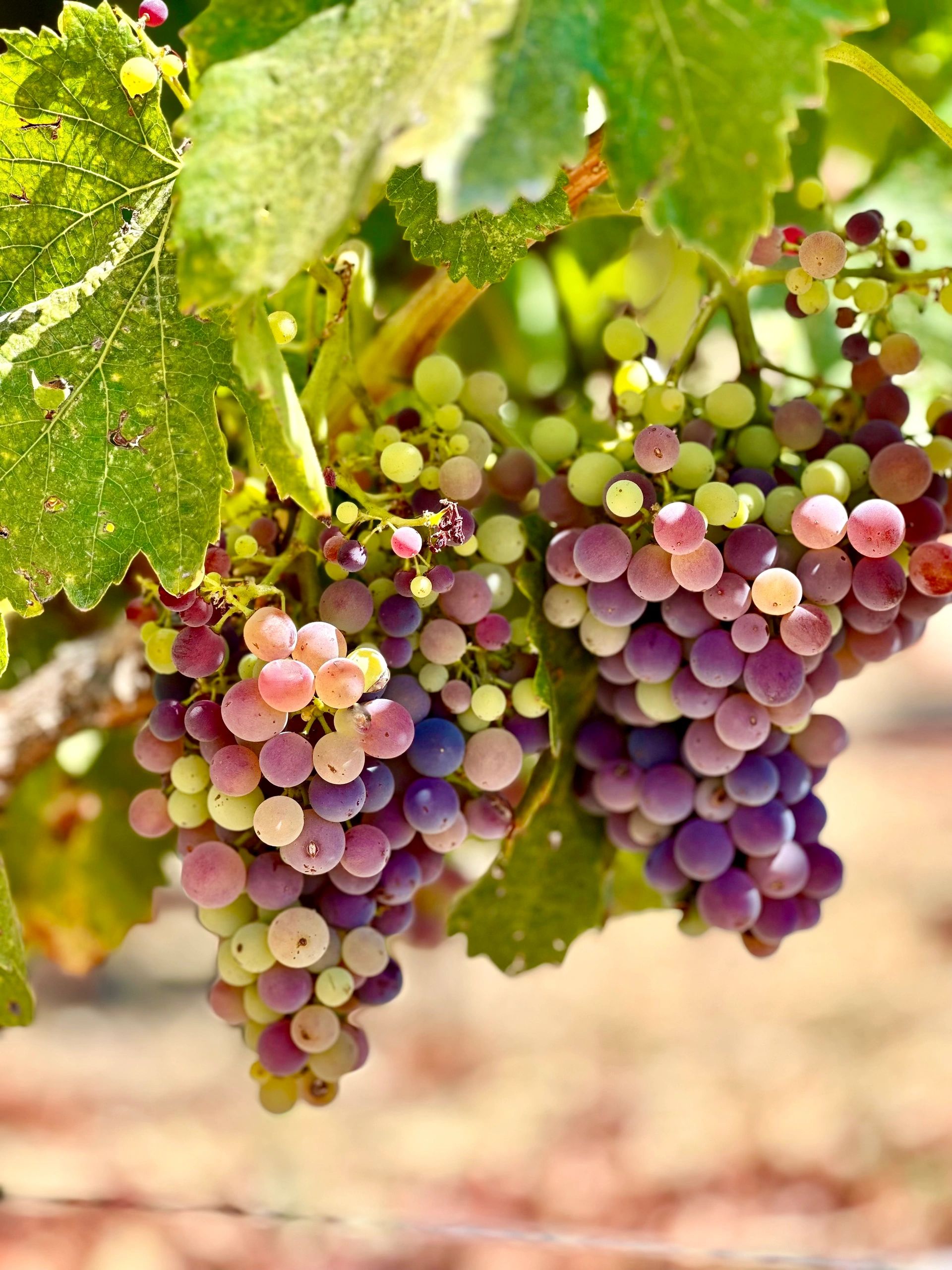 From Veraison to Phenolic Ripeness – The Countdown to Harvest
