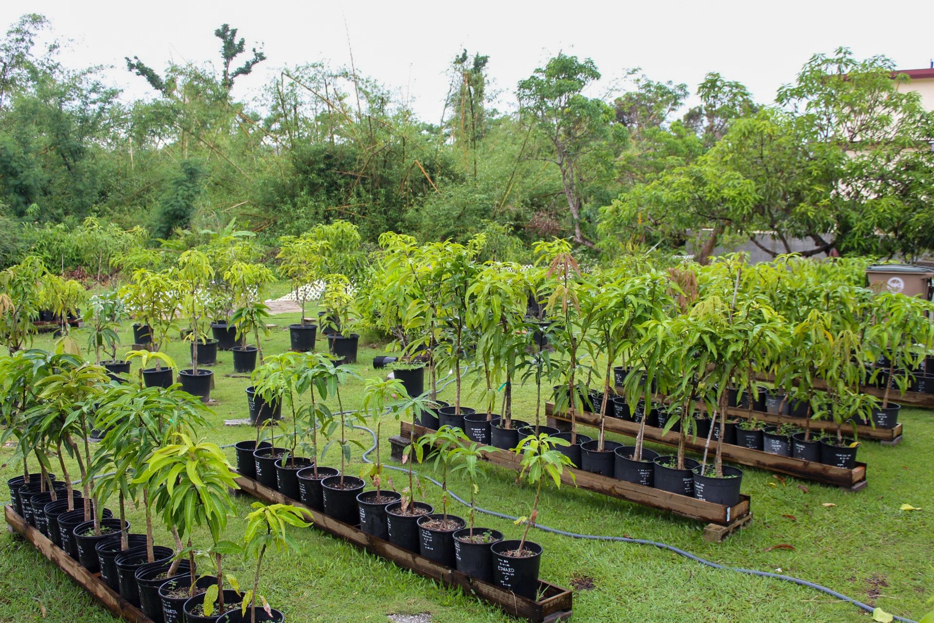 Guam Island Fruit Trees