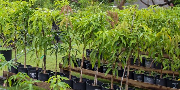 Guam Island Fruit Trees