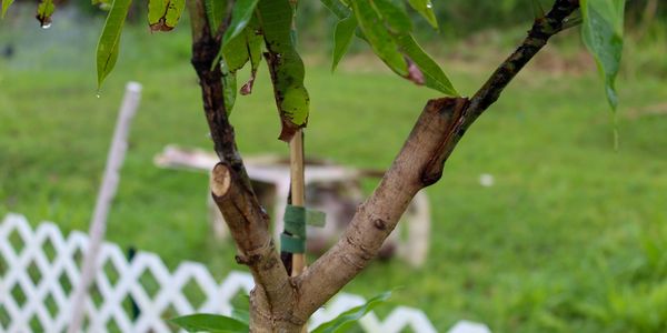 Guam Island Fruit Trees